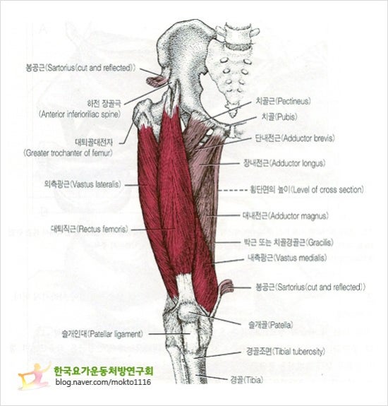 골반과 고관절의 구조와 기능 4 고관절근육 한국요가운동처방연구회 네이버 블로그