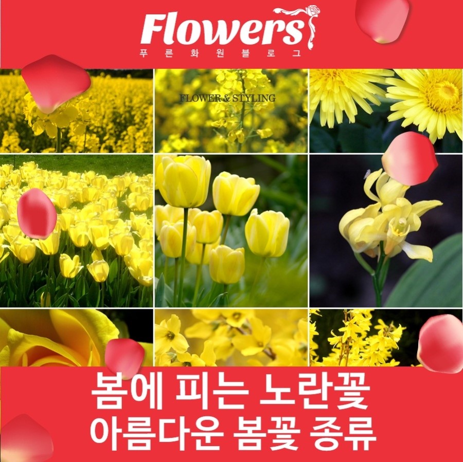 봄에 피는 노란꽃 아름다운 봄꽃 종류 네이버 블로그