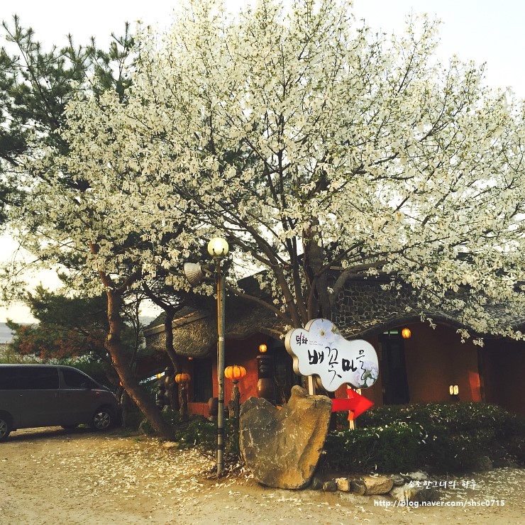 남양주 별내 덕화배꽃마을 다녀왔어요 네이버 블로그
