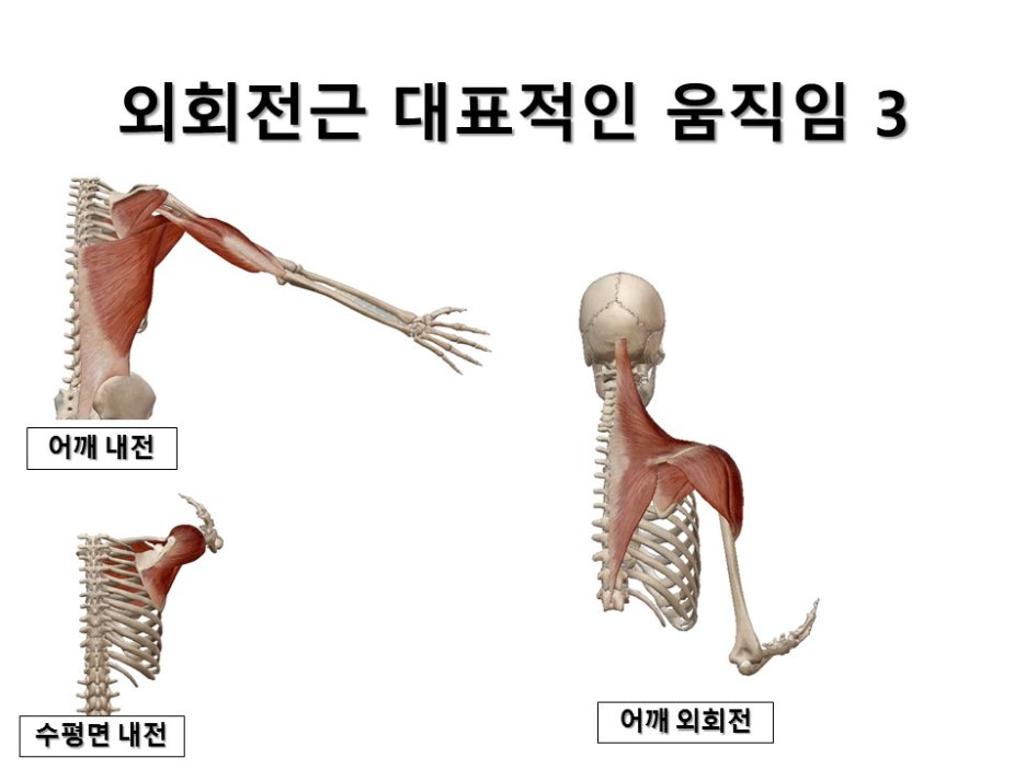 어깨 회선전근개 건염의 재활 및 예방을 위한 실전해부학과 트레이닝방법 강사 이준엽pt 네이버 블로그
