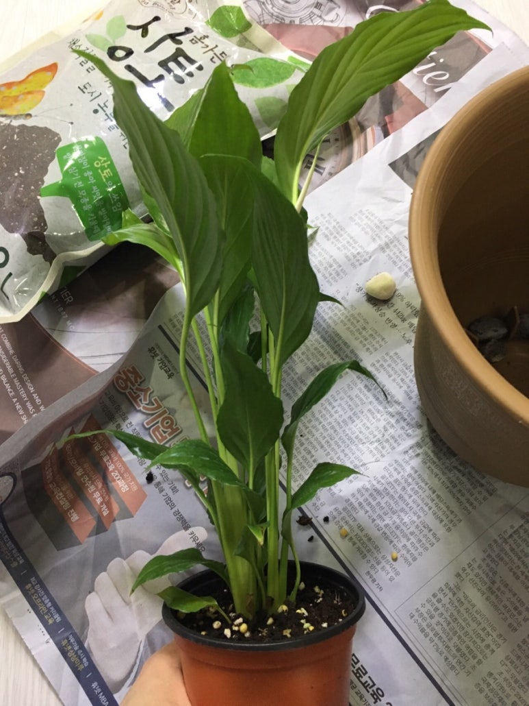 실내에서 잘 자라는 공기정화식물 스파티필름 키우기peace Lily 스파트필름 화분 분갈이 네이버 블로그