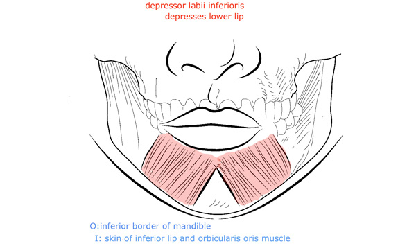 Depressor Labii Inferioris : Masticatory Muscles - Power Objective ...