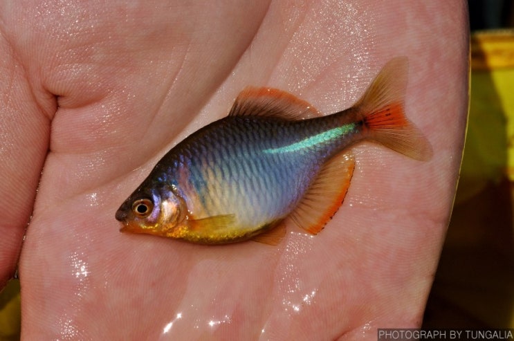 각시붕어 Rhodeus uyekii (Mori, 1935) - Korean rose bitterling : 네이버 블로그