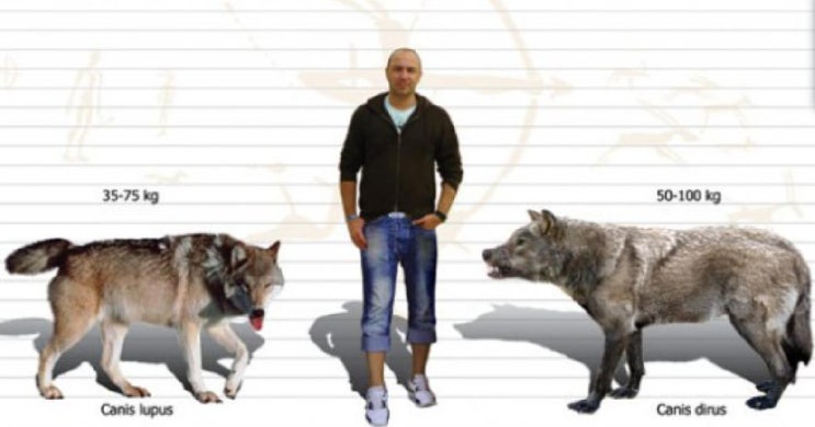 다이어 울프(Dire wolf)에 대하여; 카니스 디루스(Canis dirus) ; 조직 맹수; 4000마리의 집단 생활과 사냥 ...