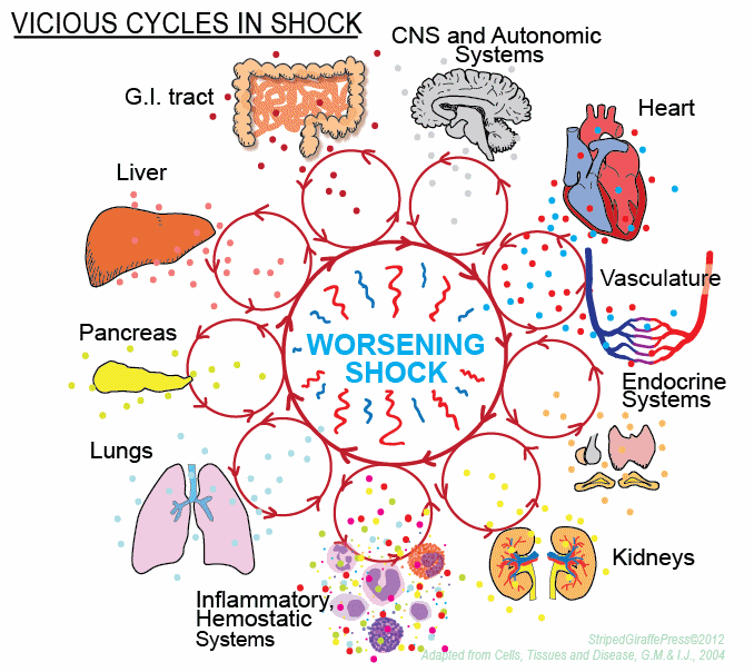 Sepsis Cascade Animation