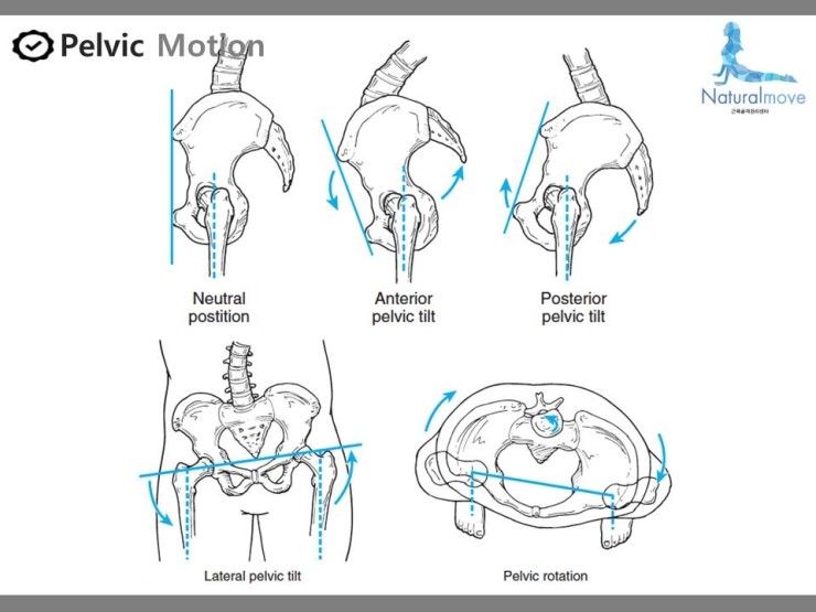 [기능해부학] 골반의 움직임과 근육의 기능 (Pelvic Motion and Muscle Function) : 네이버 블로그